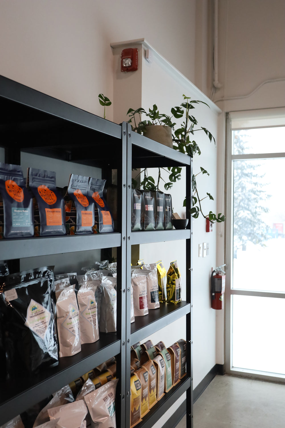 Could Specialty Robusta Be The Future | Hammer And Chip Roasting ...